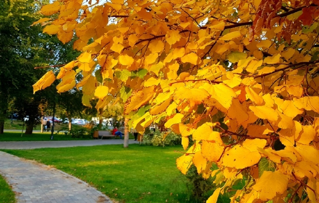 В последнее воскресенье октября в Волгоград пришла золотая осень