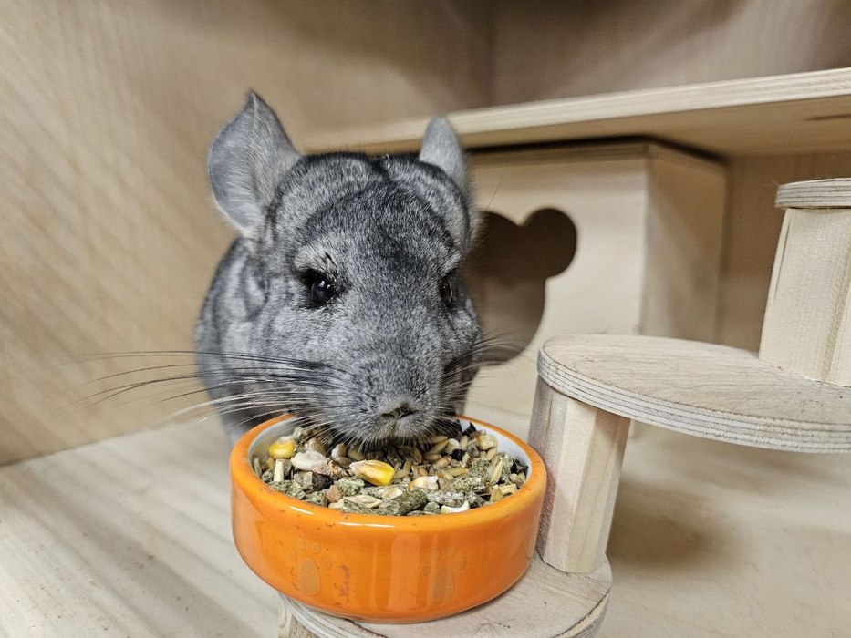 День домашних животных 30 ноября: питомцы редакции «МК в Питере»