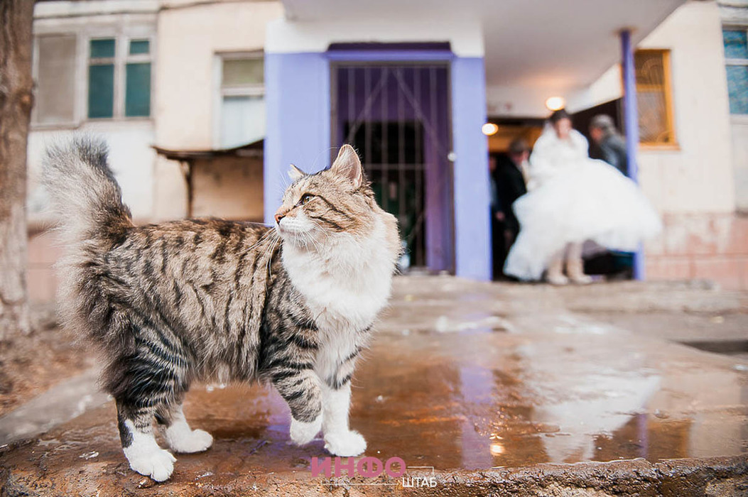 «День кошек»: мимимишная фотогалерея астраханских пушистиков