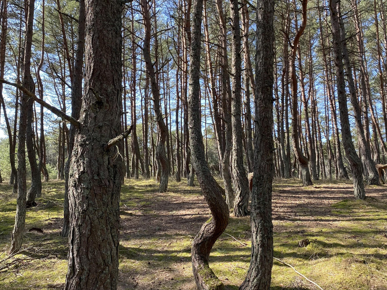 Калининградцам показали удивительные кадры «легких» региона