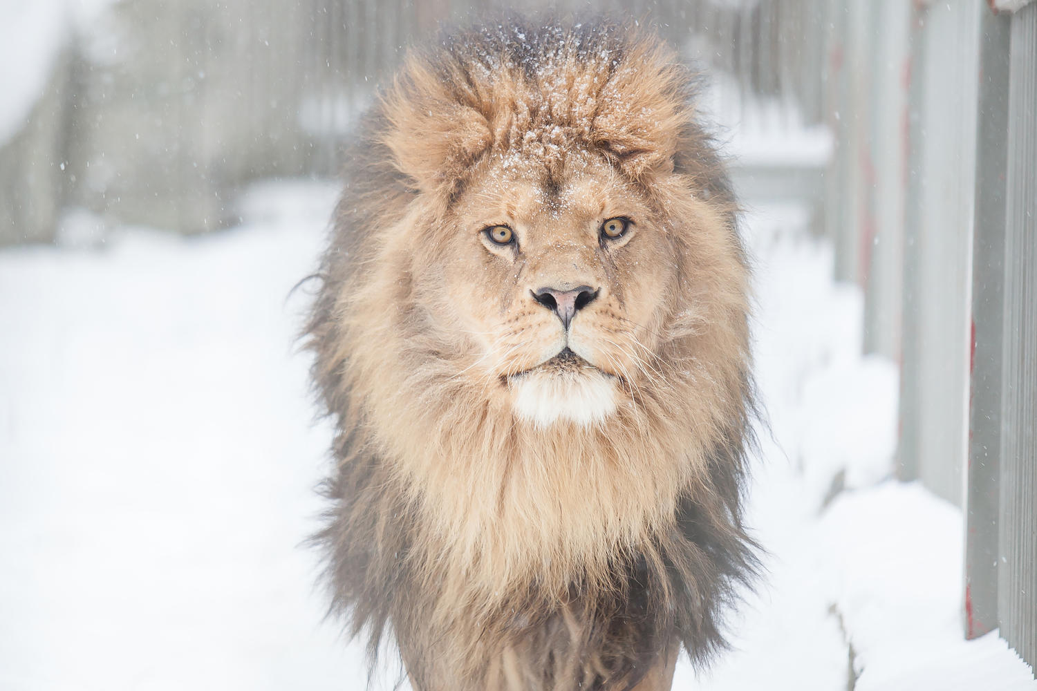 Зимняя сказка в Новосибирском зоопарке: атмосферные фото животных ...