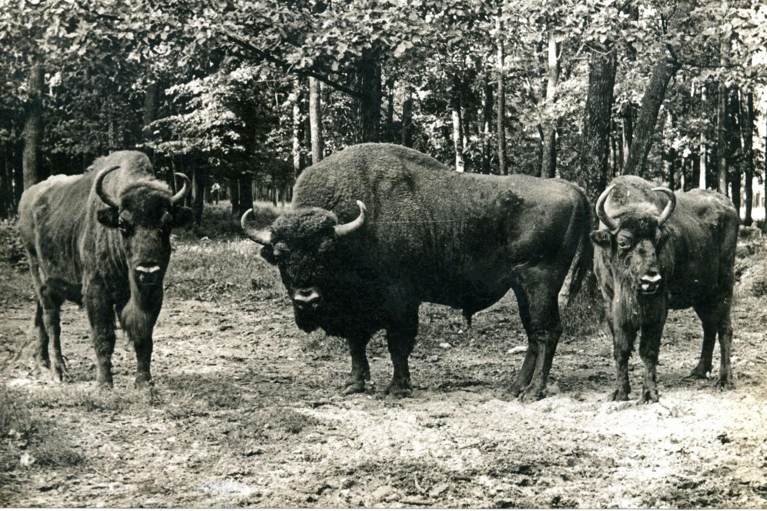 Серпуховскому Центральному зубровому питомнику исполнилось 76 лет