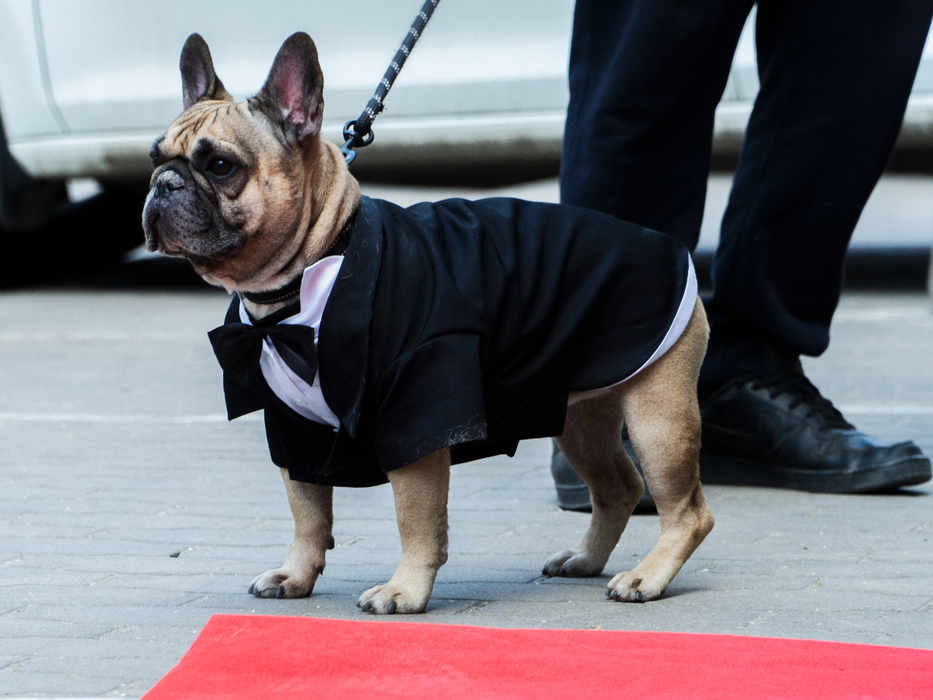 В Ростове прошел показ мод среди французских бульдогов