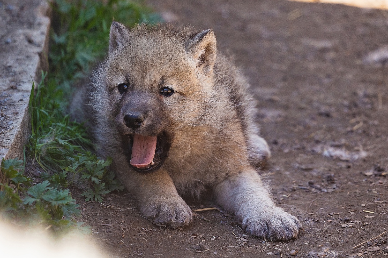 В красноярском зоопарке родились арктические волчата: фотографии милых ...